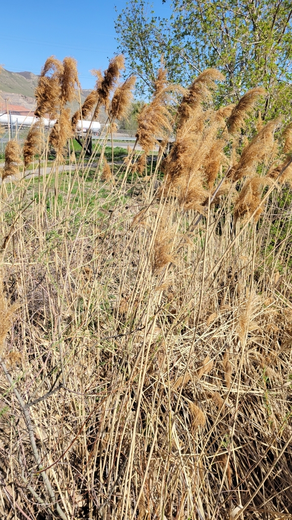 common reed from Rose Park, Salt Lake City, UT 84116, USA on April 29 ...