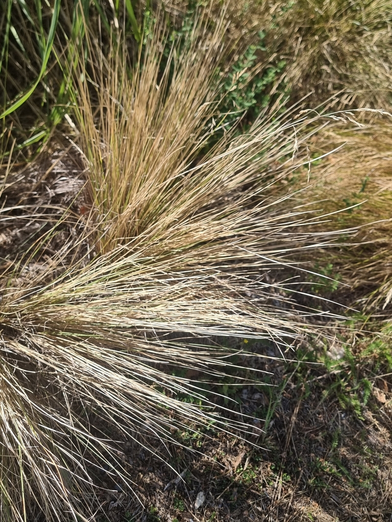 Hard Tussock from Duvauchelle, New Zealand on January 27, 2023 at 10:29 ...
