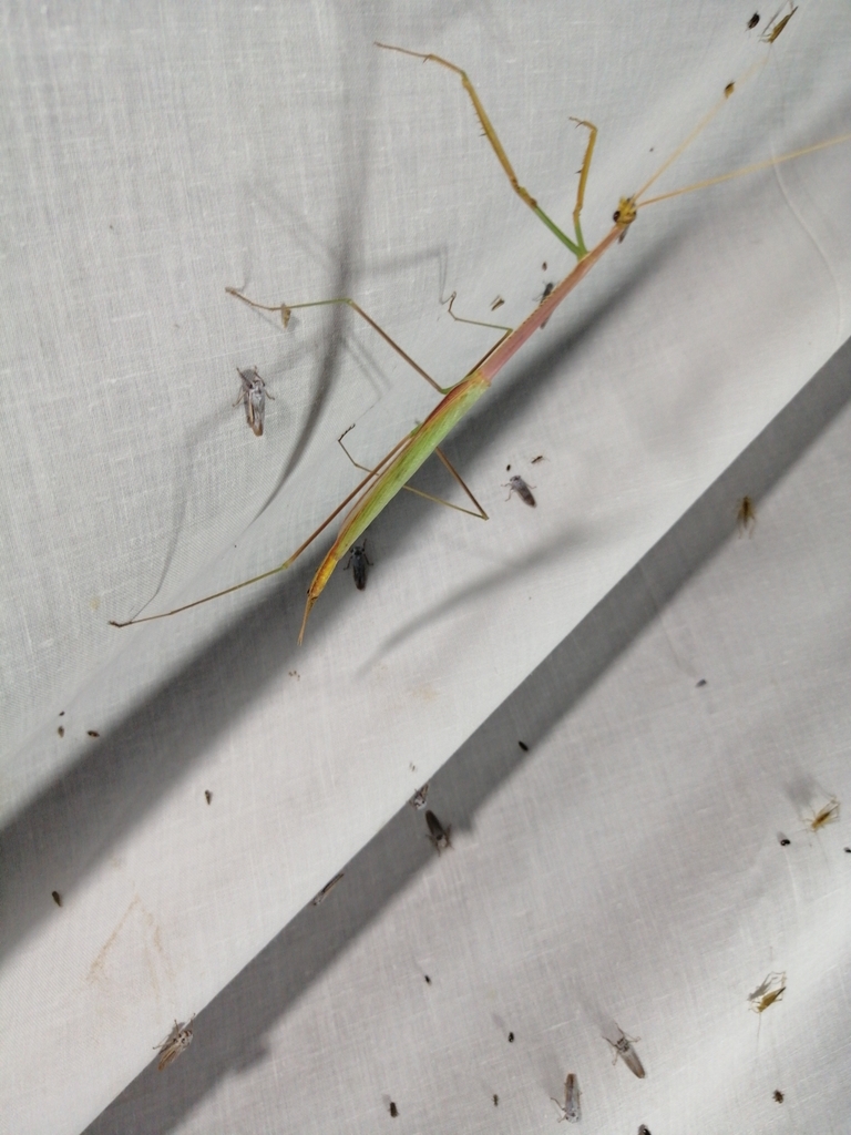 Brunner's Stick Mantises from 5435+W4Q, Trinidad, Bolivia on April 29 ...