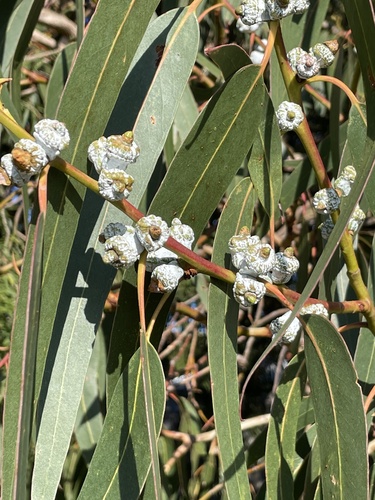 eurabbie (Eucalyptus bicostata) · iNaturalist