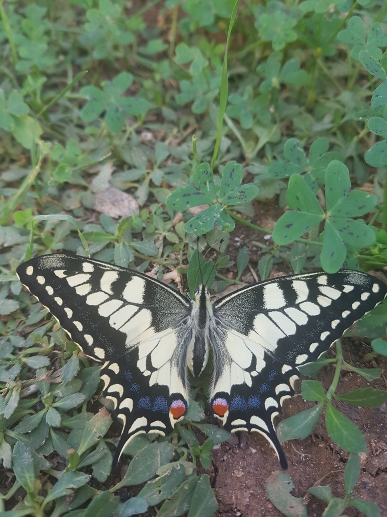Old World Swallowtail from Gazimağusa, Northern Cyprus on October 27 ...