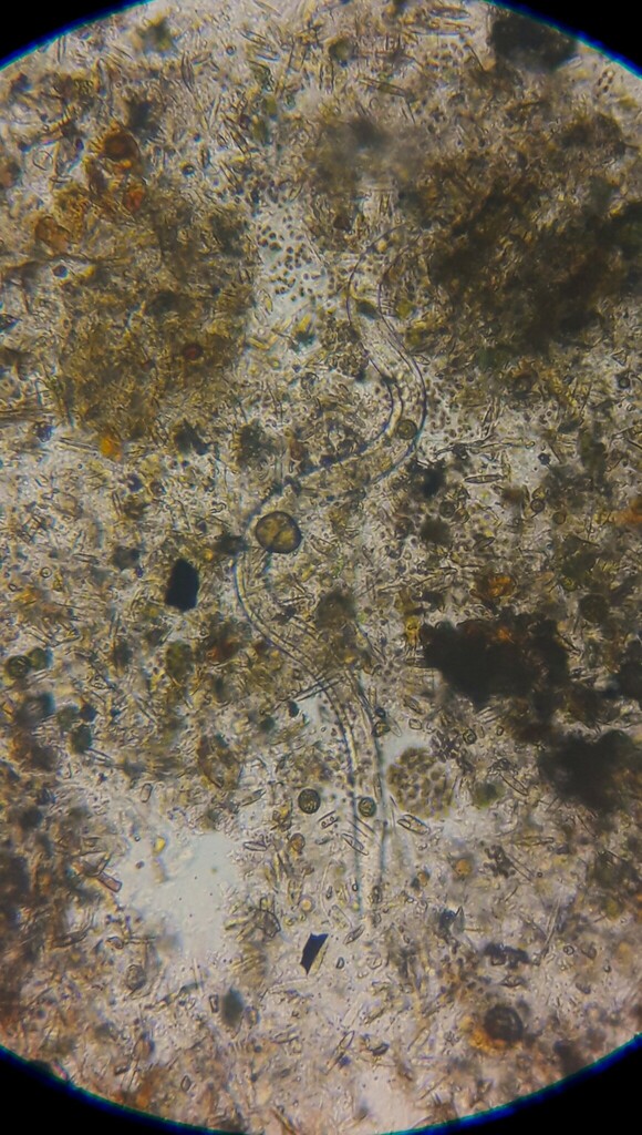 Naidid Worms from Manuel Salazar S/N, Hacienda del Rosario, Prados del ...