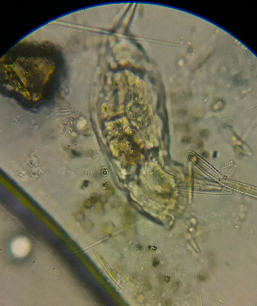 Ploima from Manuel Salazar S/N, Hacienda del Rosario, Prados del ...