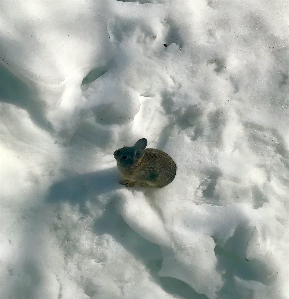 Pygmy Rabbit from Daly Ave, Park City, UT, US on April 27, 2023 at 08: ...