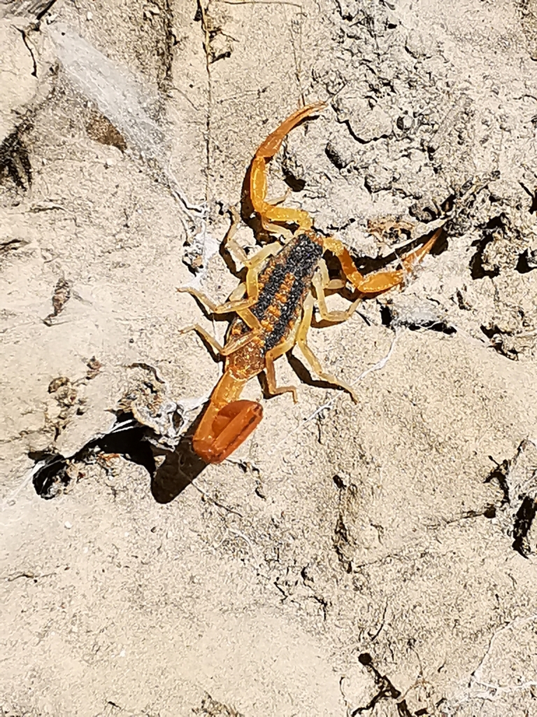 Bark Scorpions from 34330 Dgo., México on April 28, 2023 at 01:00 PM by ...