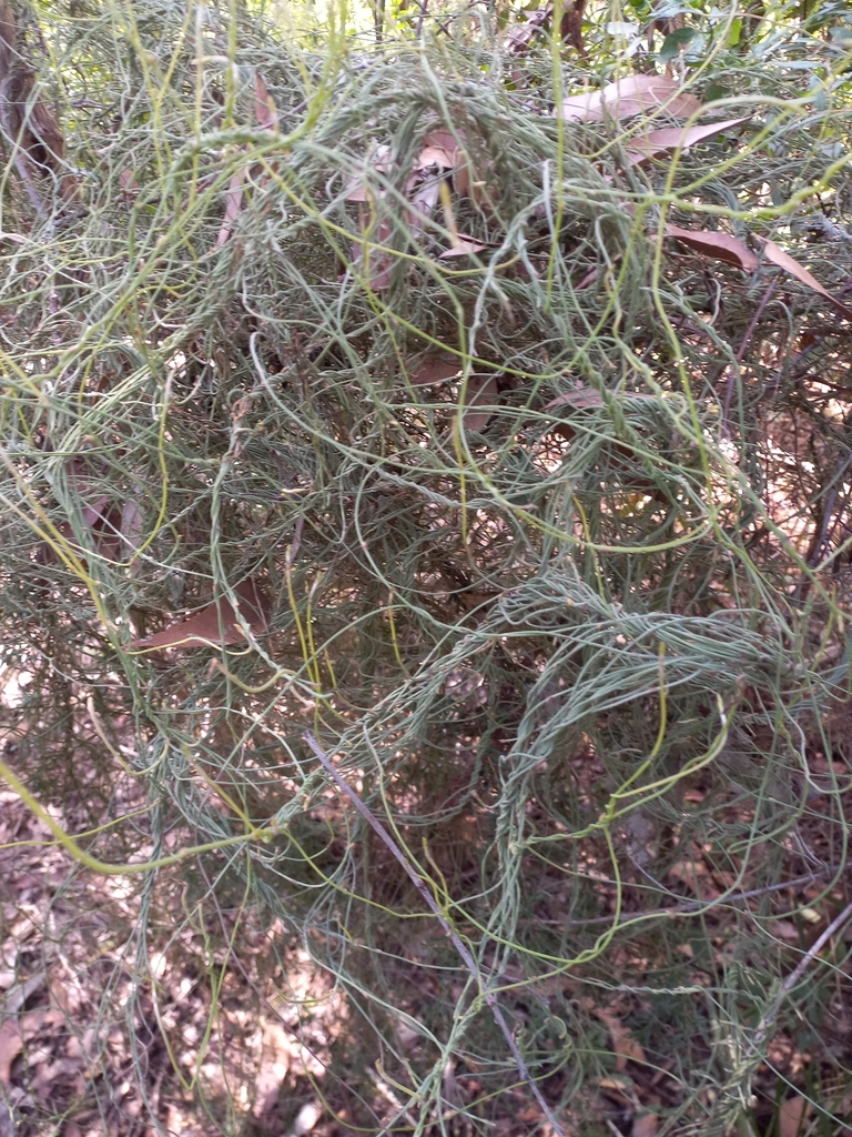 Slender Devil's Twine from Heathmont VIC 3135, Australia on April 30 ...