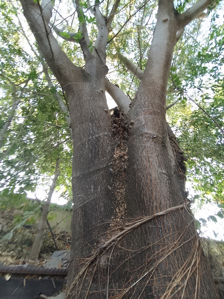 elephant ear tree from Los Arroyos, 80700 Cosalá, Sin., México on April ...