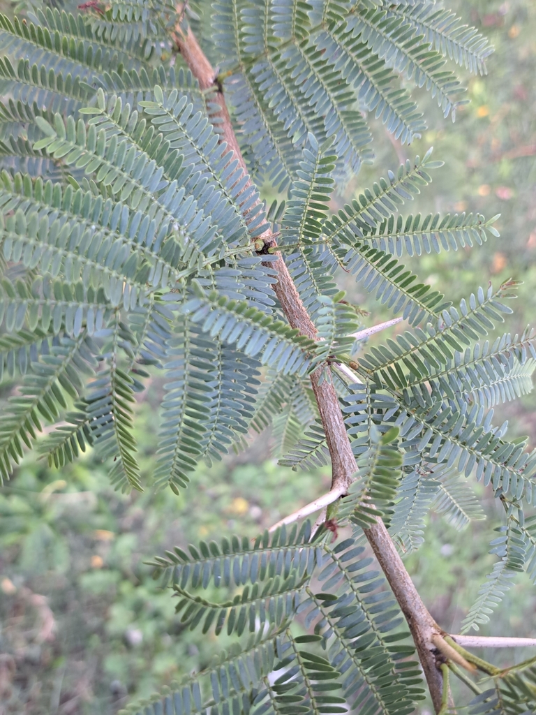 fever tree from George Municipality, South Africa on April 28, 2023 at ...