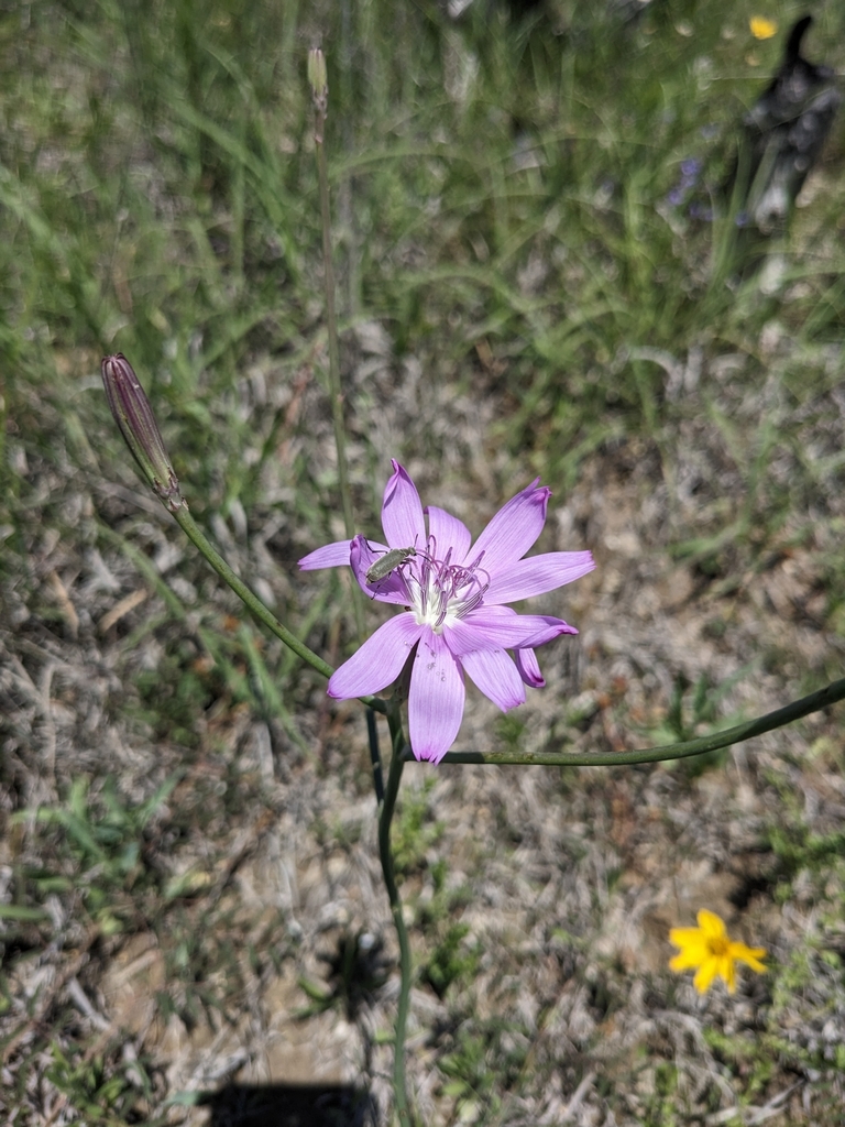 Texas Skeleton Plant from Meadowlakes, TX 78654, USA on April 29, 2023 ...