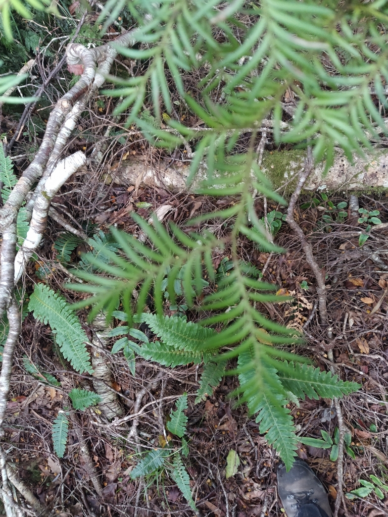 Miro from Lower Hutt 5014, New Zealand on April 30, 2023 at 09:58 AM by ...