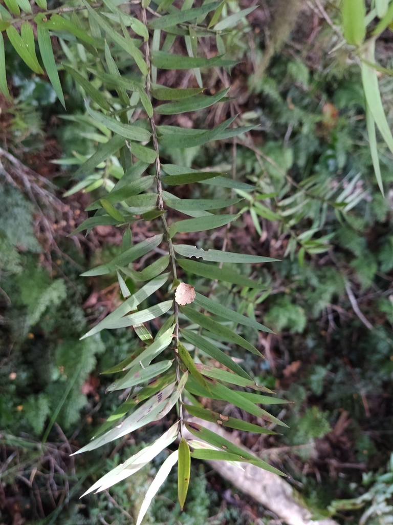 Hall's totara from Lower Hutt 5014, New Zealand on April 30, 2023 at 10 ...