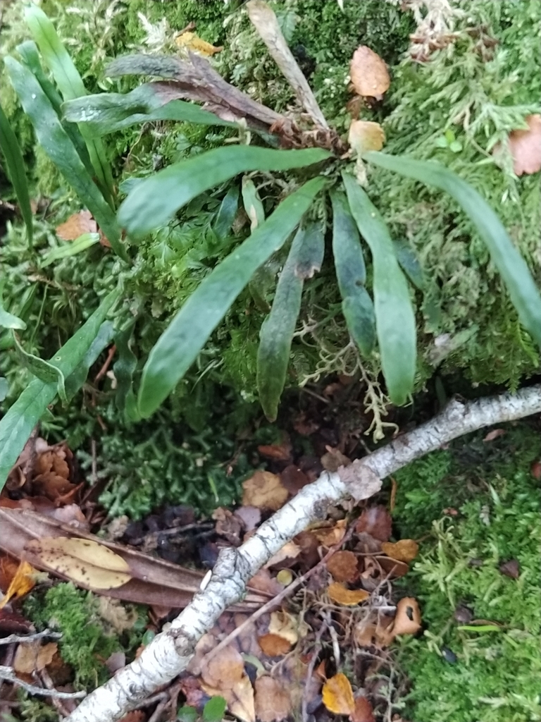 Common strap fern from Lower Hutt 5014, New Zealand on April 30, 2023 ...