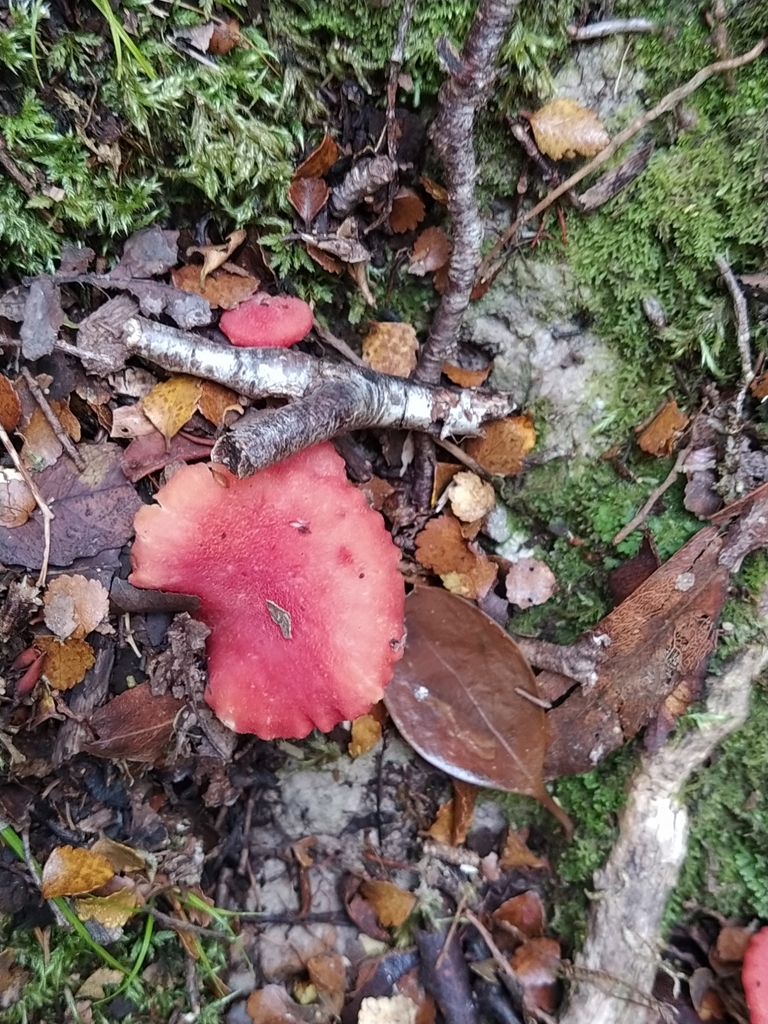 Fungi Including Lichens from Lower Hutt 5014, New Zealand on April 30 ...