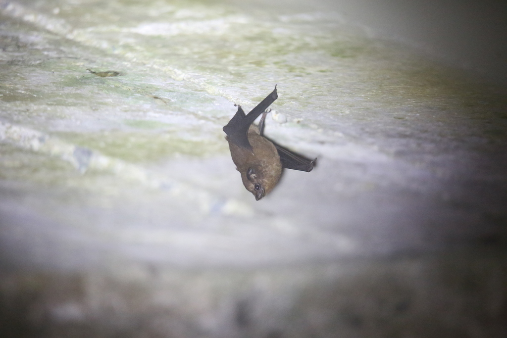 lesser sheath-tailed bat from Chalung, Hat Yai District, Songkhla 90110 ...