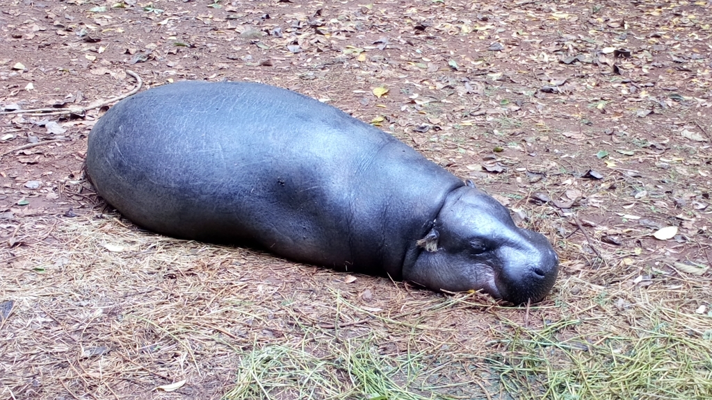 Hippopotamuses (Hippopotamidae) - Know Your Mammals
