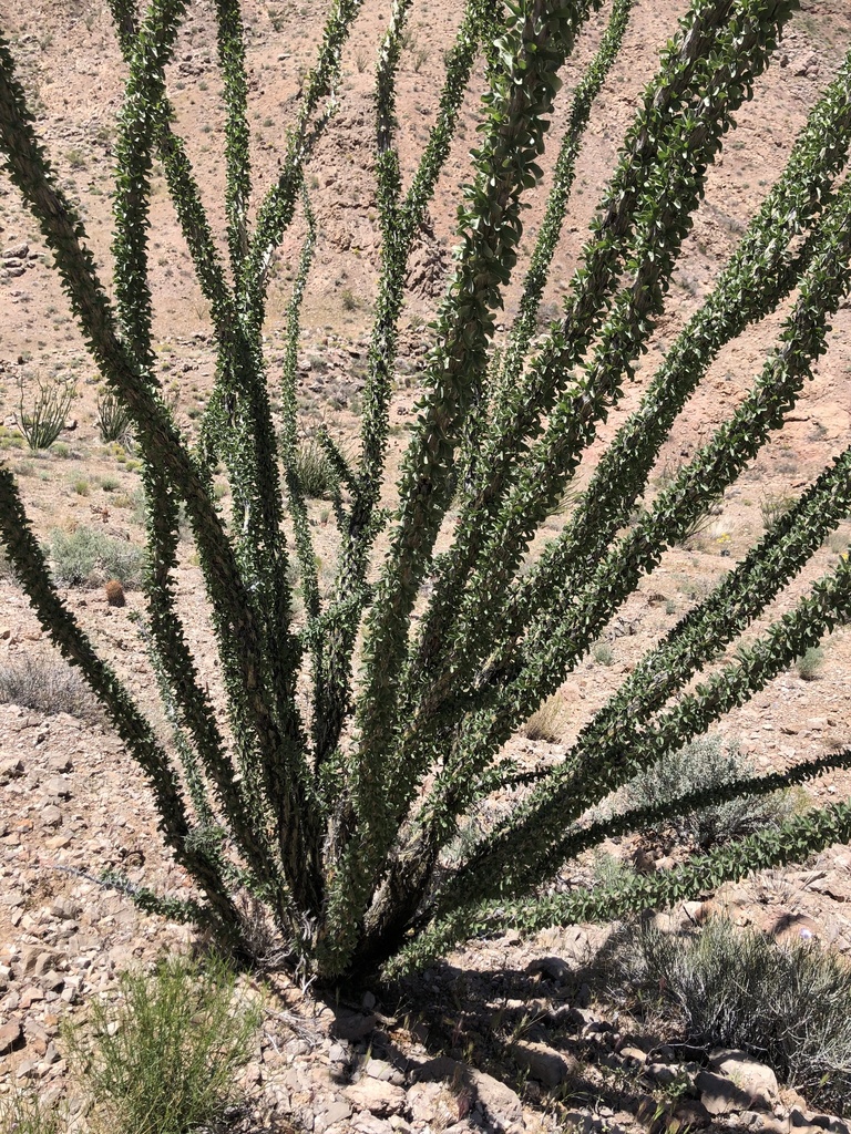 ocotillo from Park Store - Lake Mead National Recreation Area, Meadview ...