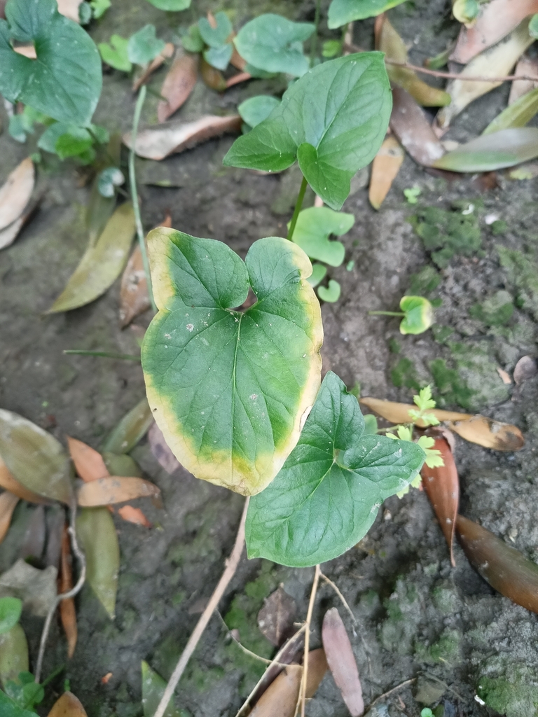 Divaricate Typhonium from Kolkata, IN-WB, IN on April 29, 2023 at 08:52 ...