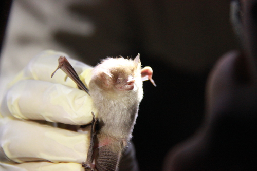 Murina guilleni · iNaturalist