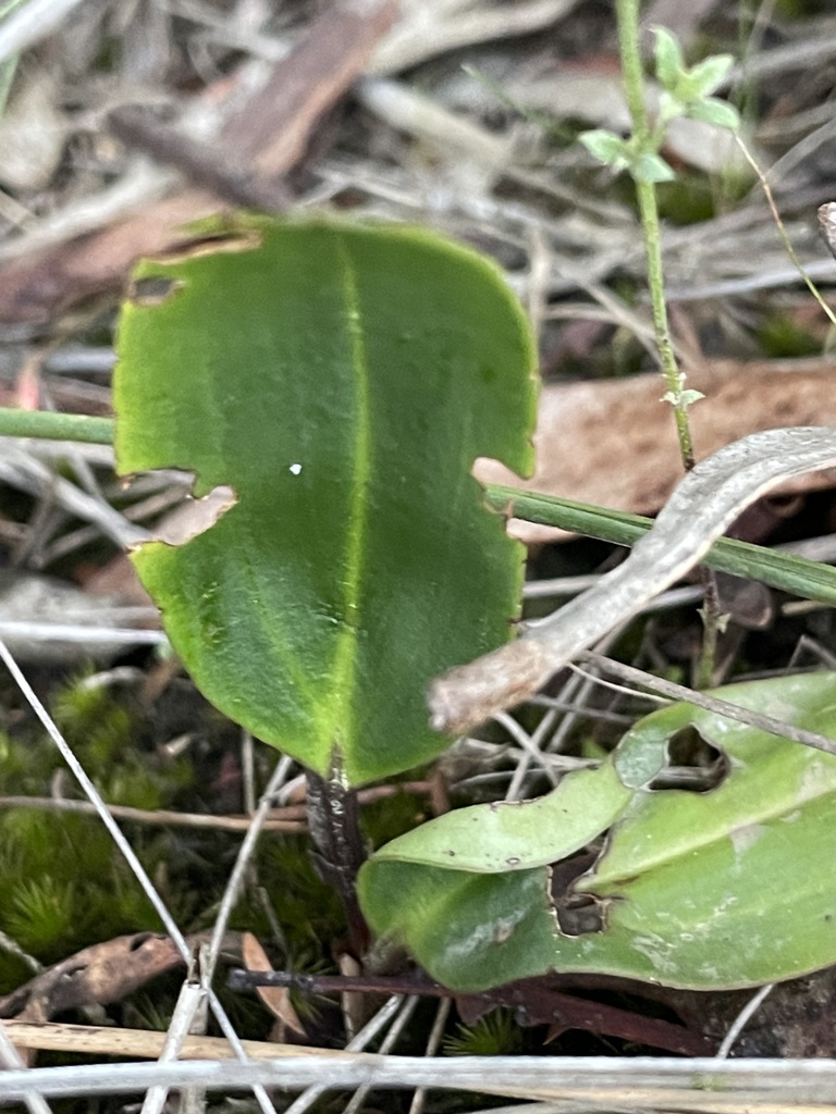 Large Tongue Orchid in April 2023 by Andrea Dunkley · iNaturalist