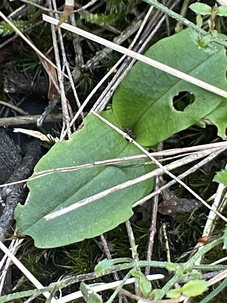 bird and wasp orchids in April 2023 by Andrea Dunkley · iNaturalist