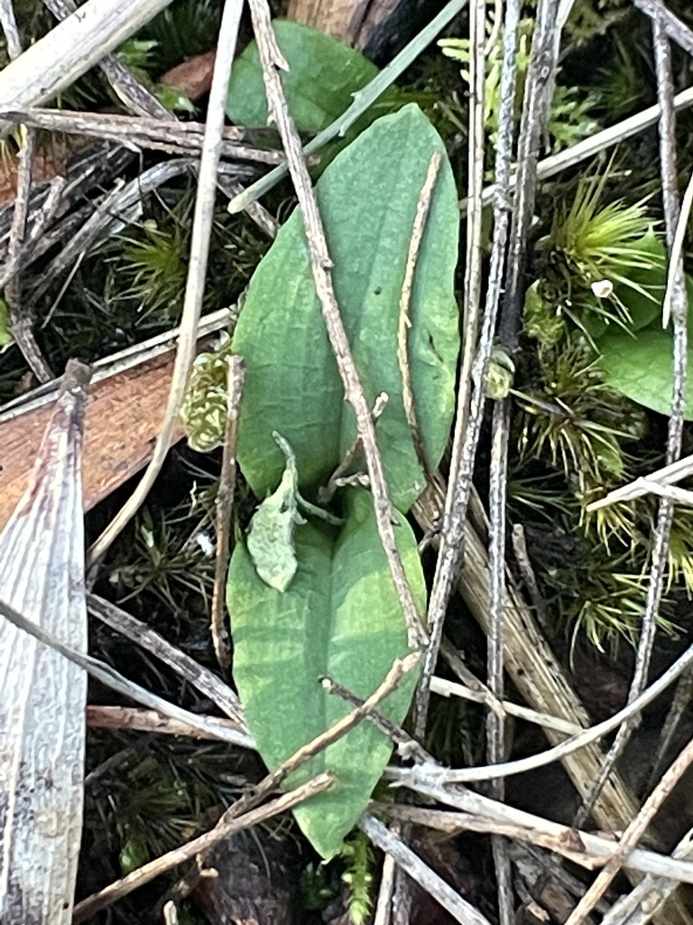 bird and wasp orchids in April 2023 by Andrea Dunkley · iNaturalist