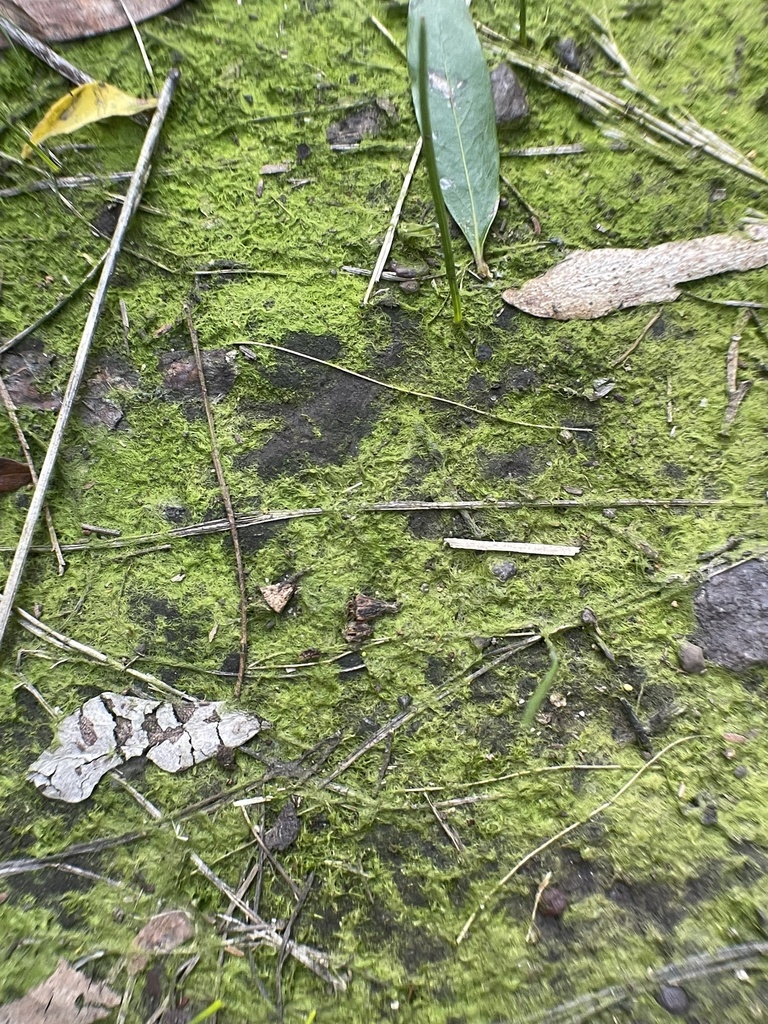 mosses from South Ward, Frankston South, VIC, AU on April 30, 2023 at ...