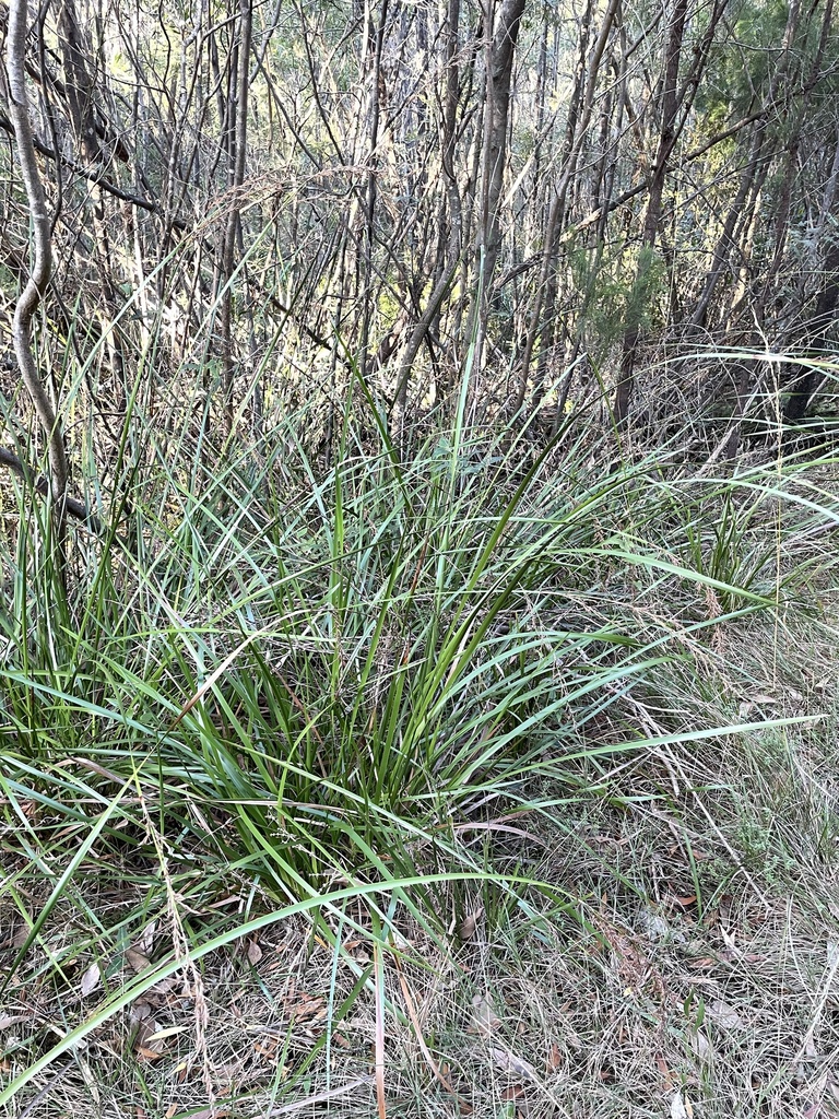 tall sword-sedge from Boundary Tk E, Frankston South, VIC, AU on April ...