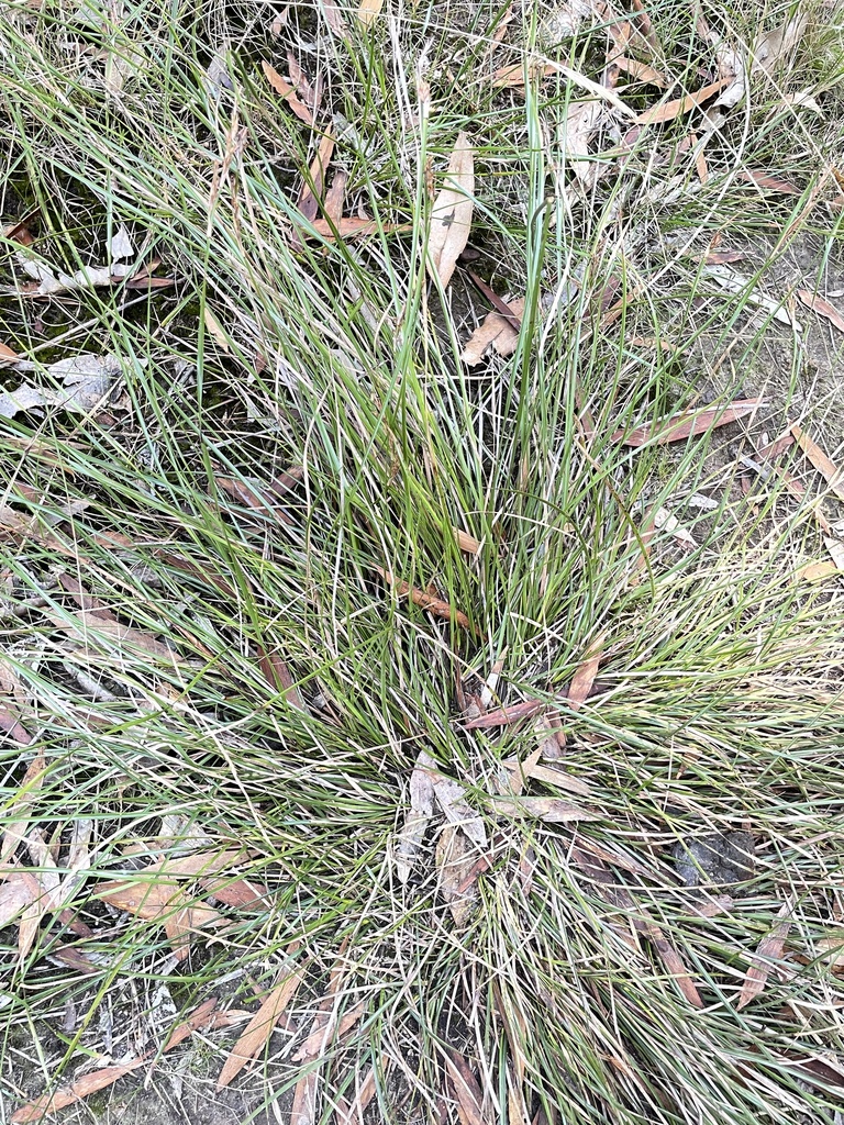variable sword-sedge from Boundary Tk E, Frankston South, VIC, AU on ...