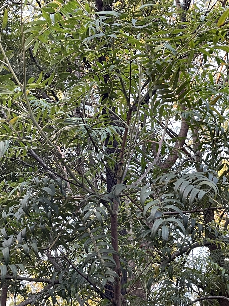 Cedar wattle from Kookaburra Bush Cct, Frankston South, VIC, AU on ...