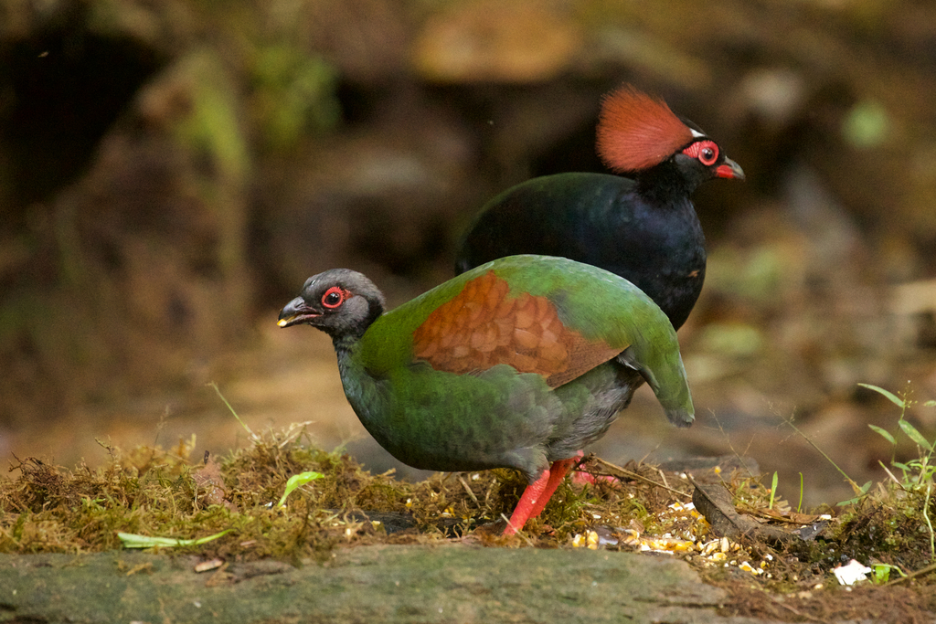 Crested Partridge in April 2023 by Rand Rudland · iNaturalist