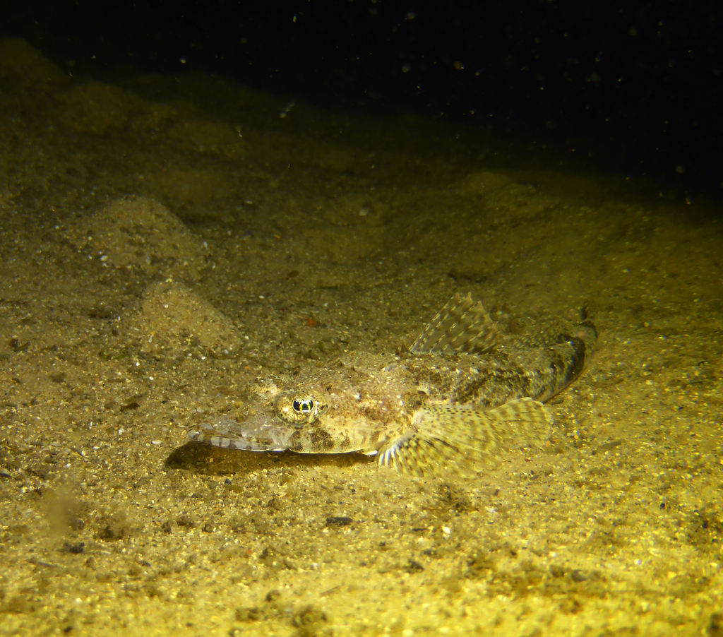 Typical Flatheads from Sydney NSW, Australia on October 16, 2022 at 07: ...