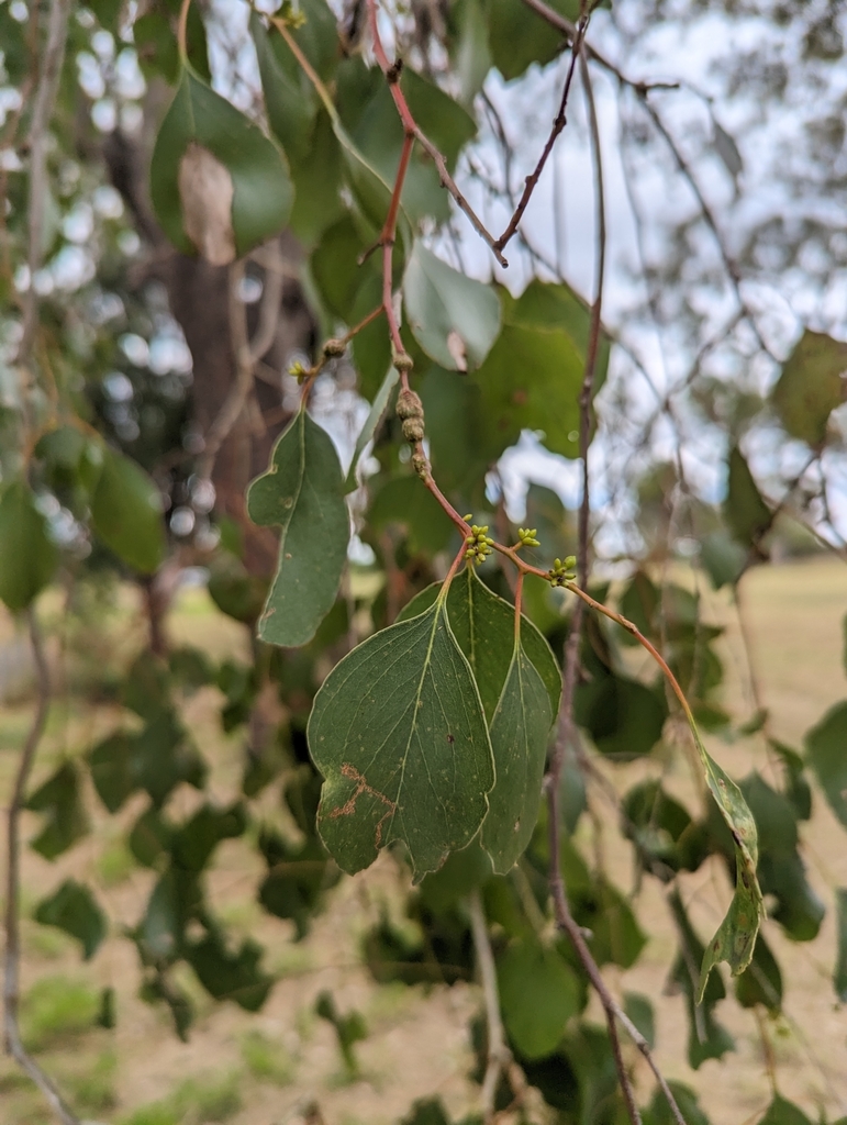 Poplar Box from Muniganeen QLD 4352, Australia on April 30, 2023 at 12: ...