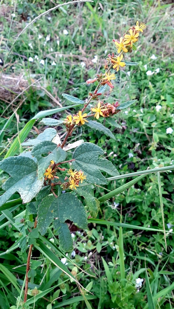 Chinese Bur from Danganya 49, Danganya, Luthuli, 4105, South Africa on ...