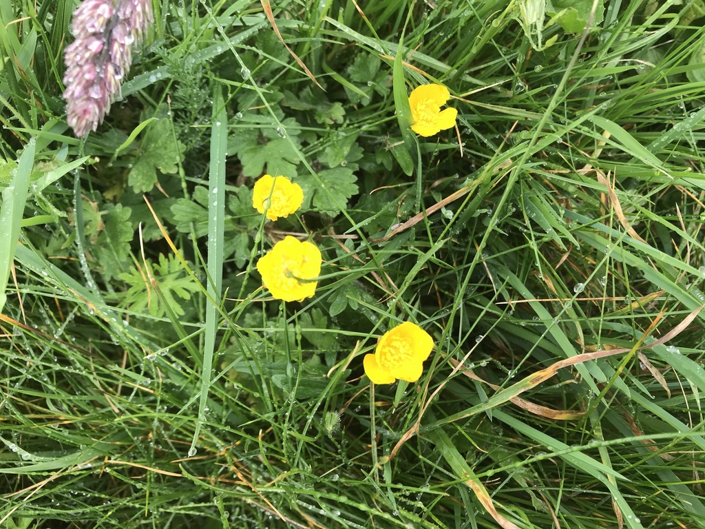 bulbous buttercup from South West Coast Path, Bude, England, GB on ...