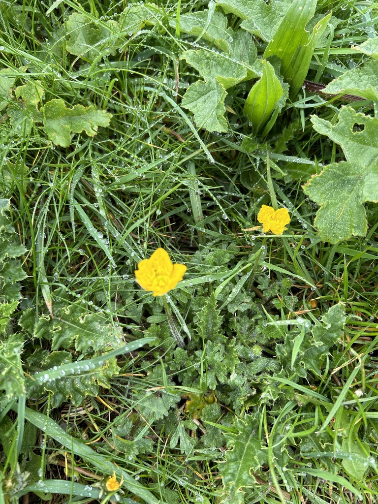 bulbous buttercup from South West Coast Path, Bude, England, GB on ...
