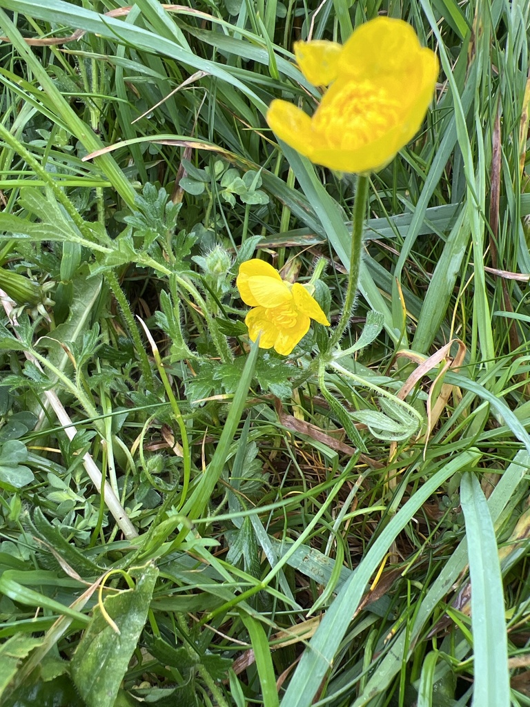 bulbous buttercup from South West Coast Path, Bude, England, GB on 30 ...