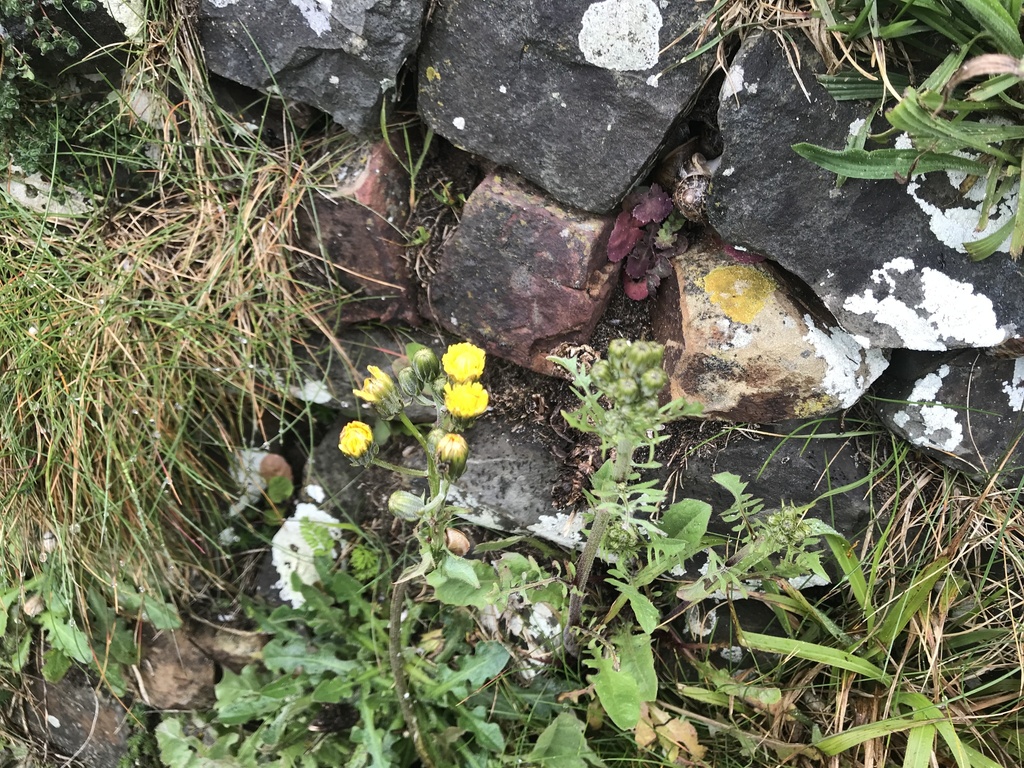 Beaked Hawksbeard from Summerleaze Beach, Bude, England, GB on April 30 ...