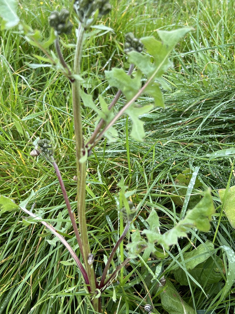 Beaked Hawksbeard from South West Coast Path, Bude, England, GB on ...