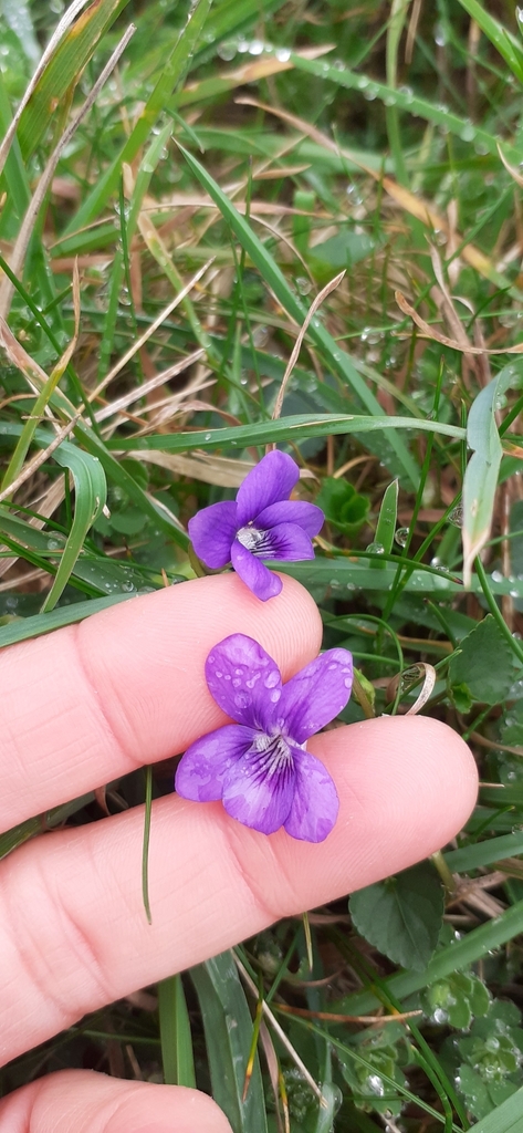 common dog-violet from Cornwall, England, GB on April 30, 2023 at 10:39 ...