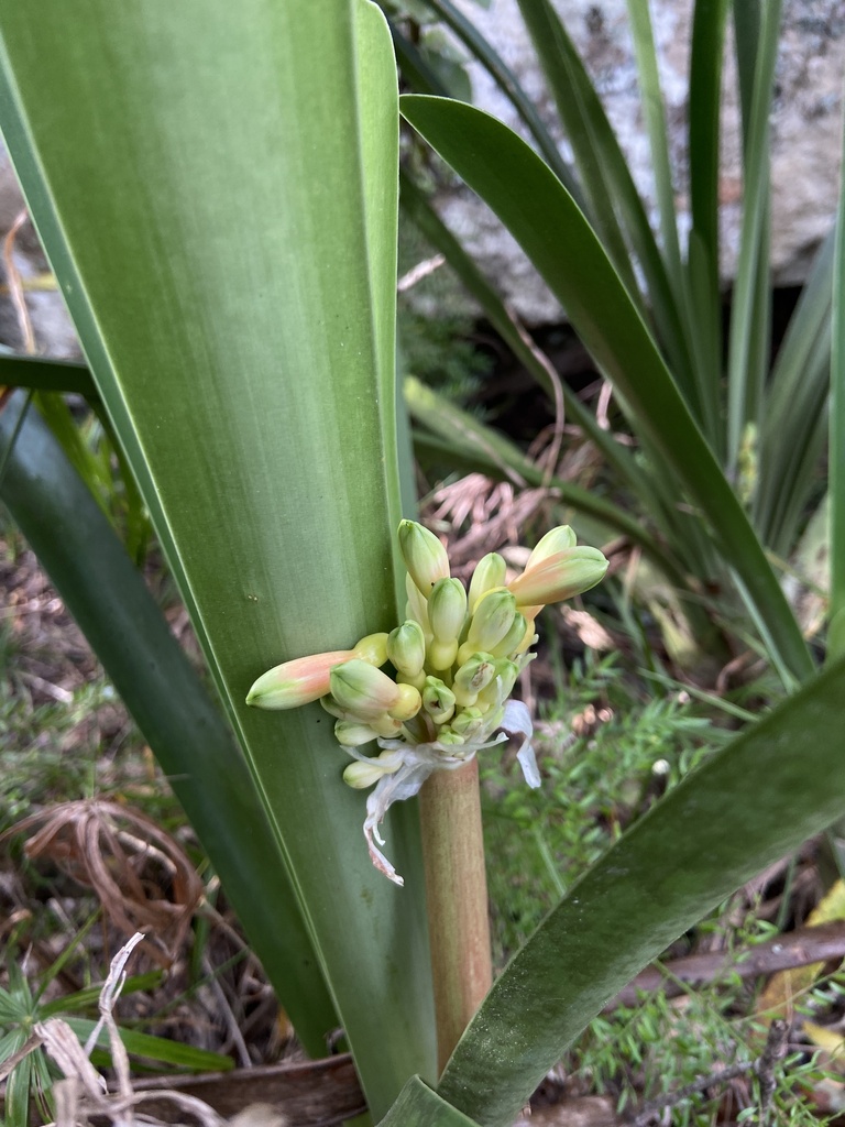 Pondo Bushlily in April 2023 by Carel Fourie · iNaturalist