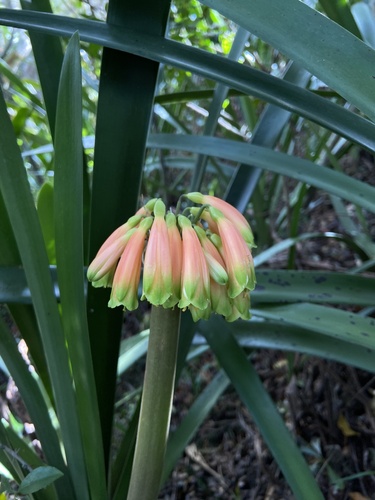 Clivia robusta · Naturalista Costa Rica