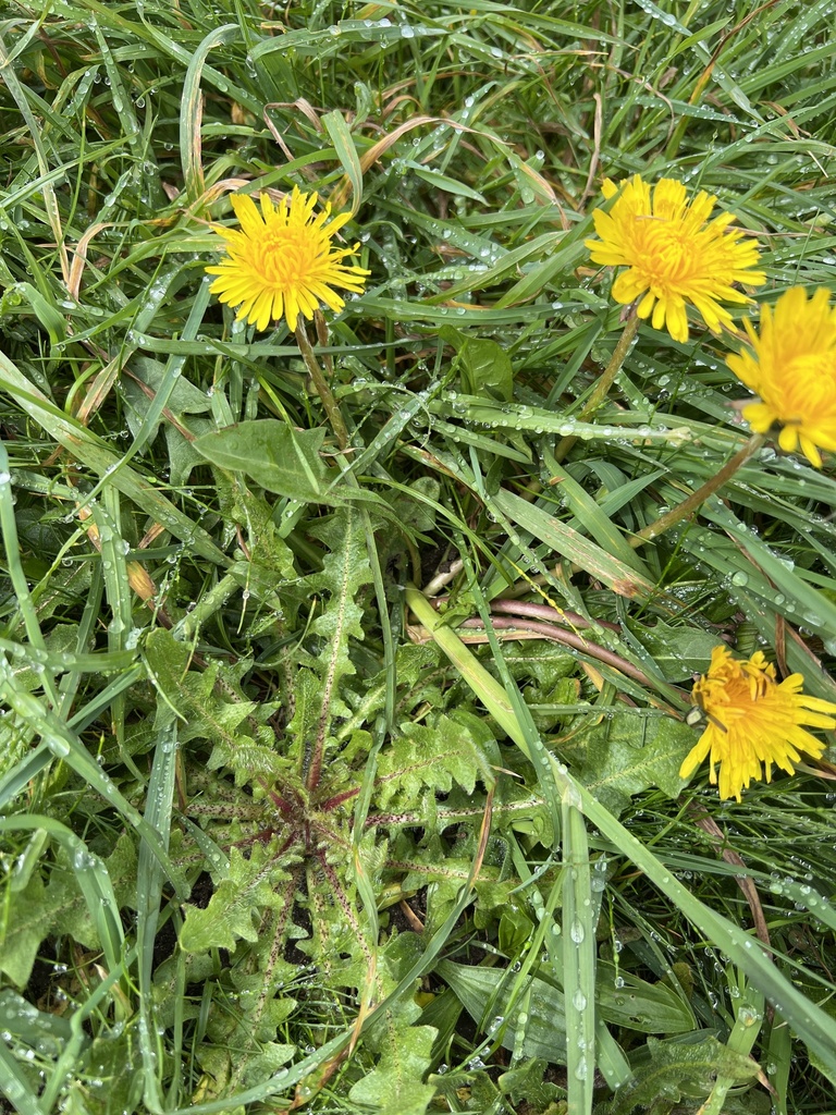 common dandelion from Crooklets Road, Bude, England, GB on April 30 ...