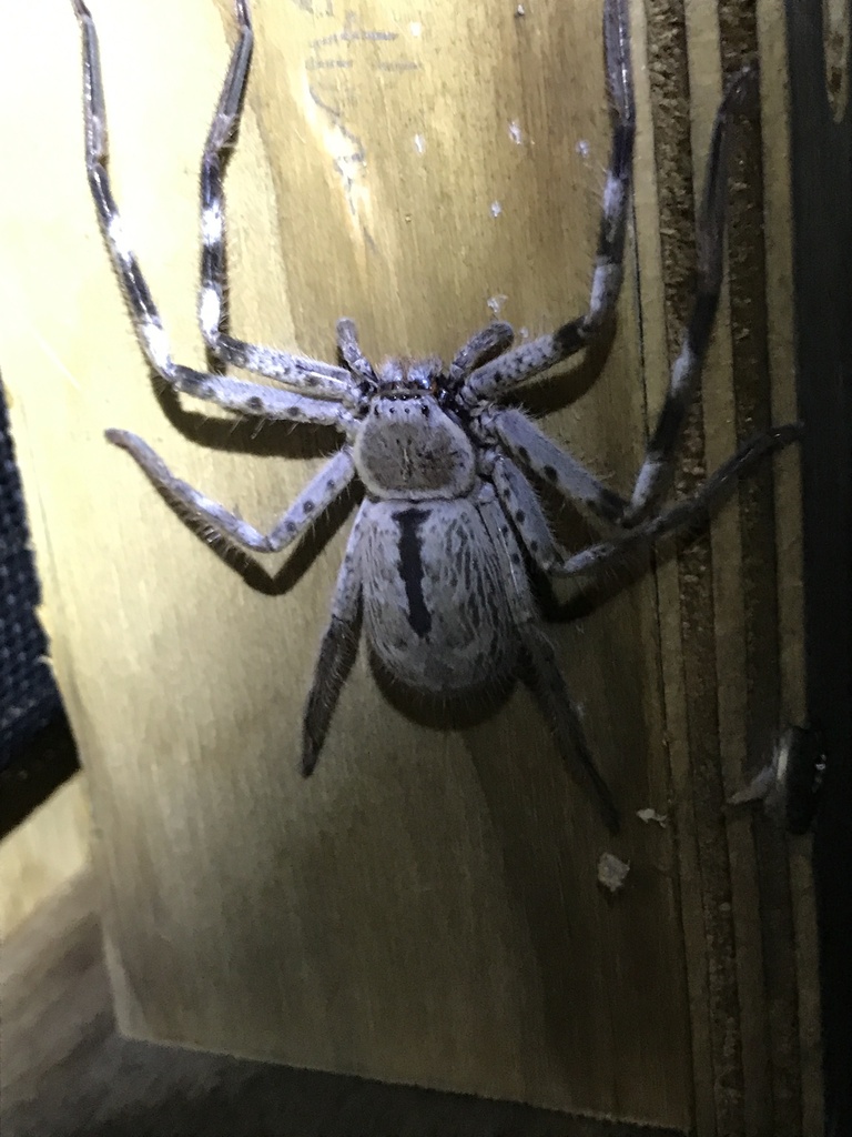 Grey Huntsman Spider from Woolshed Creek Rd, Tallegalla, QLD, AU on ...