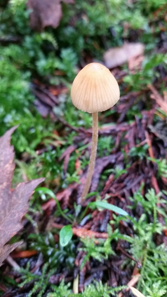 common conecap from 8944 Axling Rd, Lynden, WA 98264, USA on October 27 ...