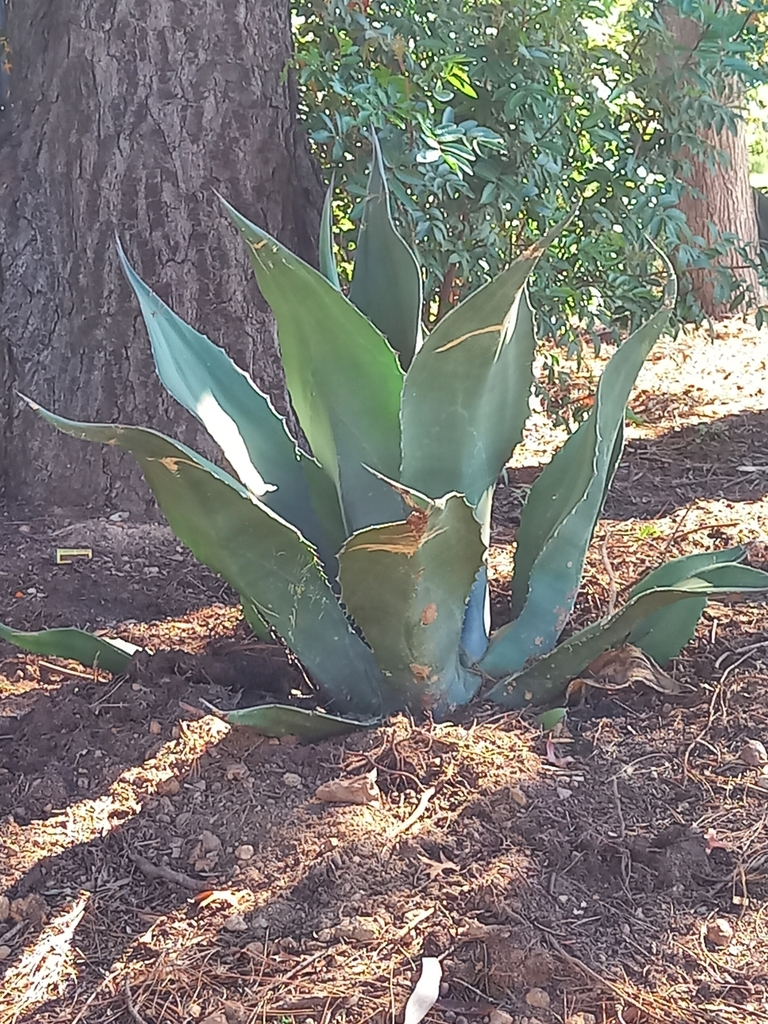 Agave mapisaga from Sonstraal, Cape Town, 7550, South Africa on April ...