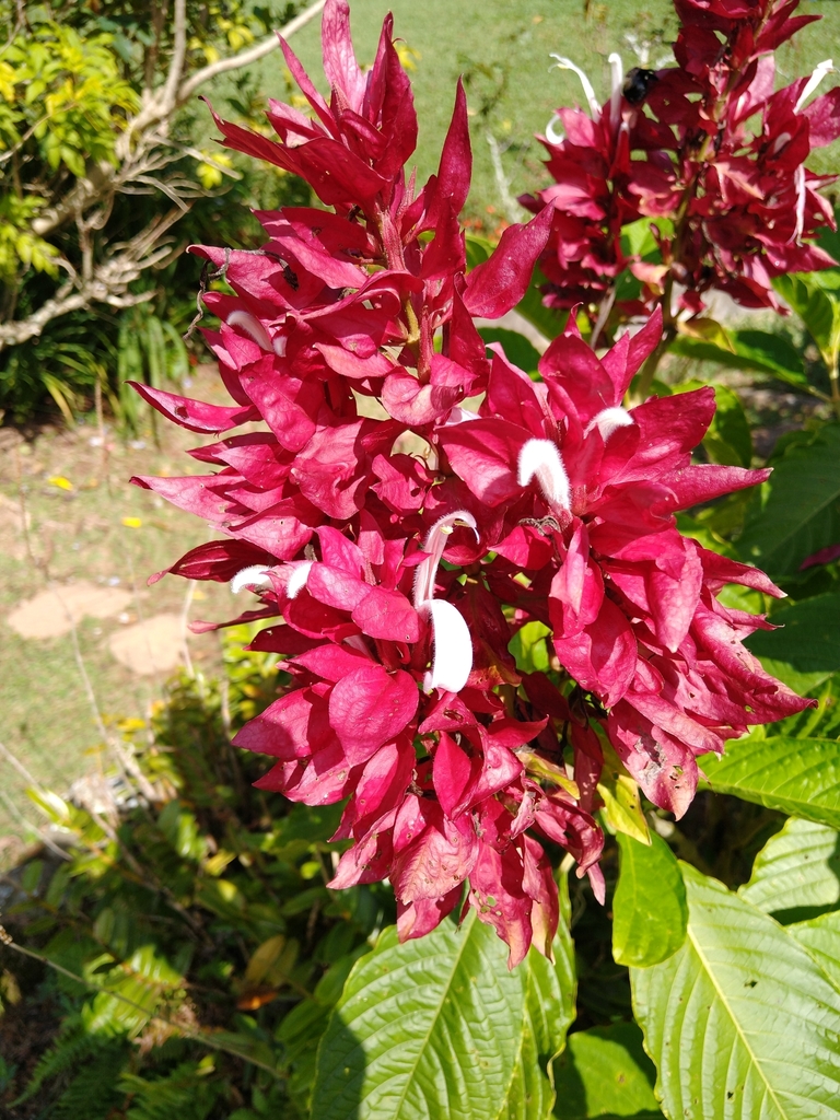 Brazilian red-cloak from Tijuca, Teresópolis - RJ, Brasil on April 30 ...