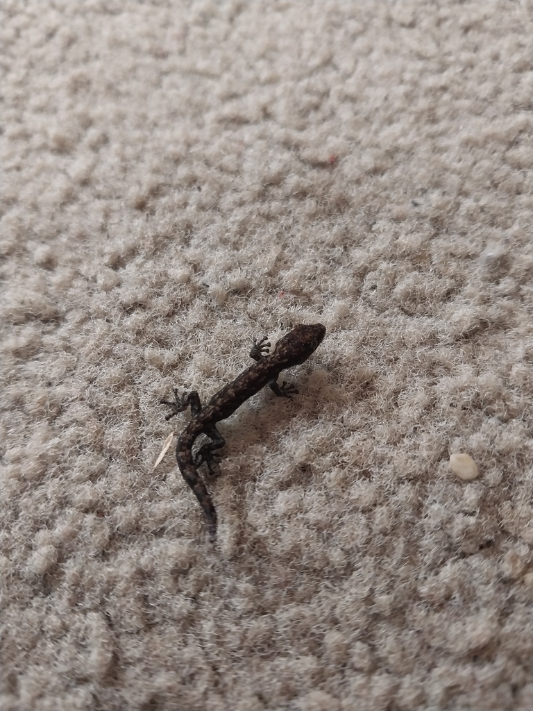 Marbled Leaf-toed Gecko from Belverdere Heights Brenton Road, Knysna ...