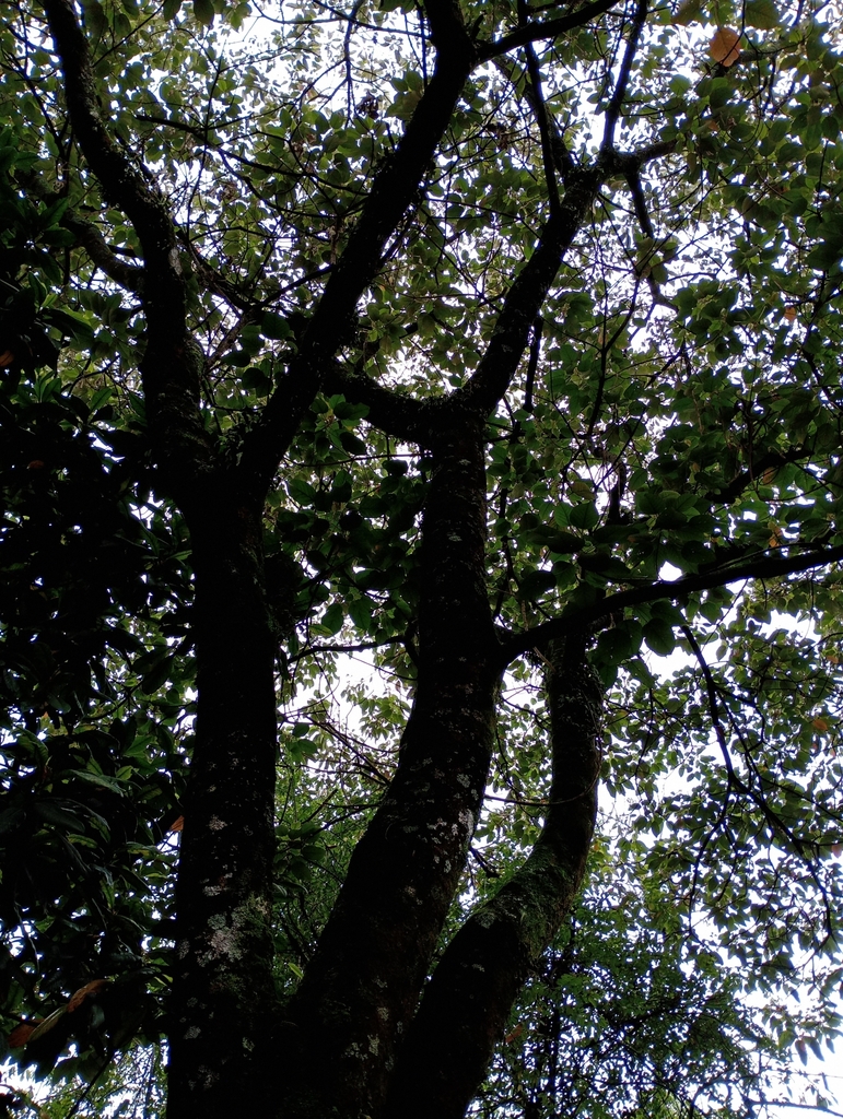 Andean oak in April 2023 by William Alvarez · iNaturalist