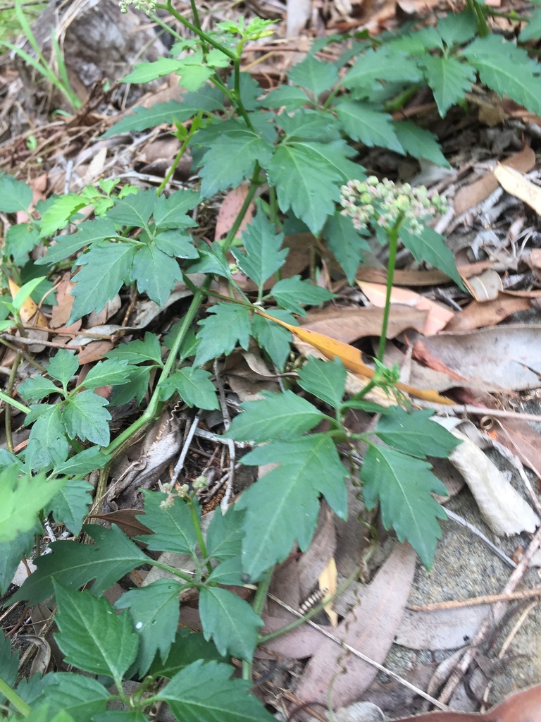 Slender Grape from Glades Bay Park, Gladesville, NSW, AU on October 28 ...
