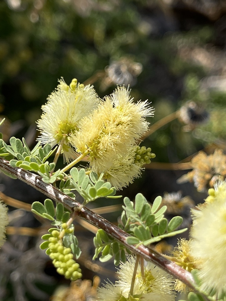 Catclaw Acacia from Coronado National Forest, Tucson, AZ, US on April ...